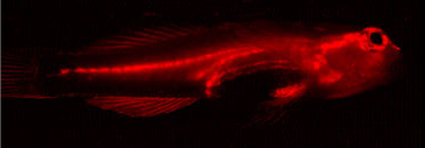 Deep Sea Neon | ZAMBRI